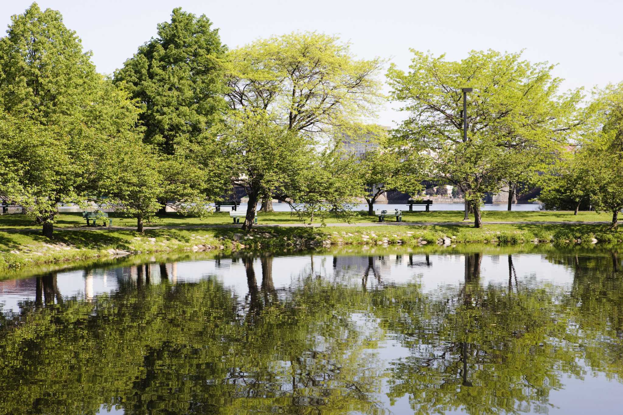 What Trees Grow Around Ponds Big Trees For A Pond