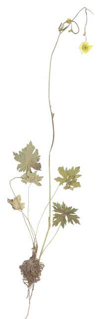 How to Plant Yellow Root