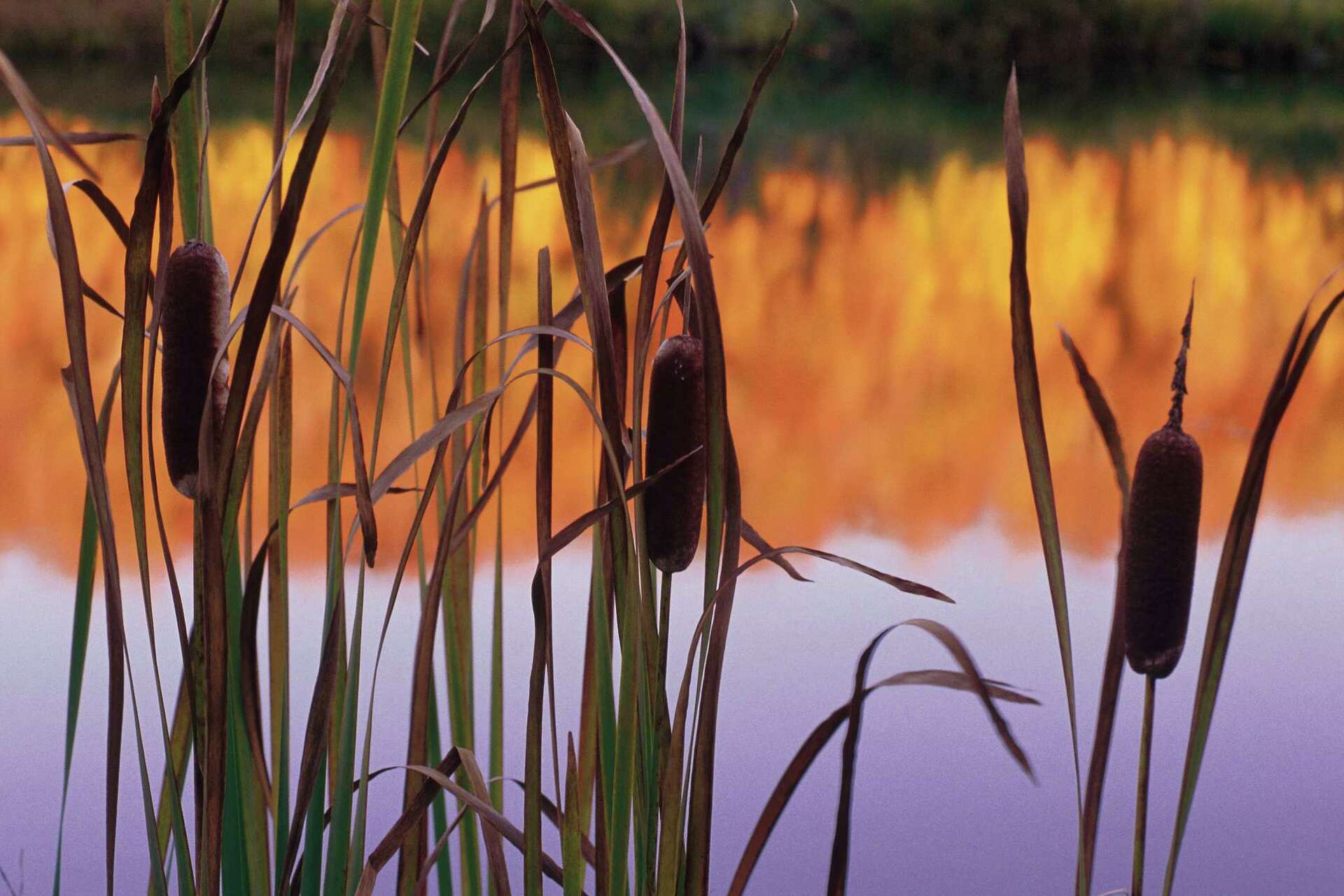 Plants for the Edge of a Pond