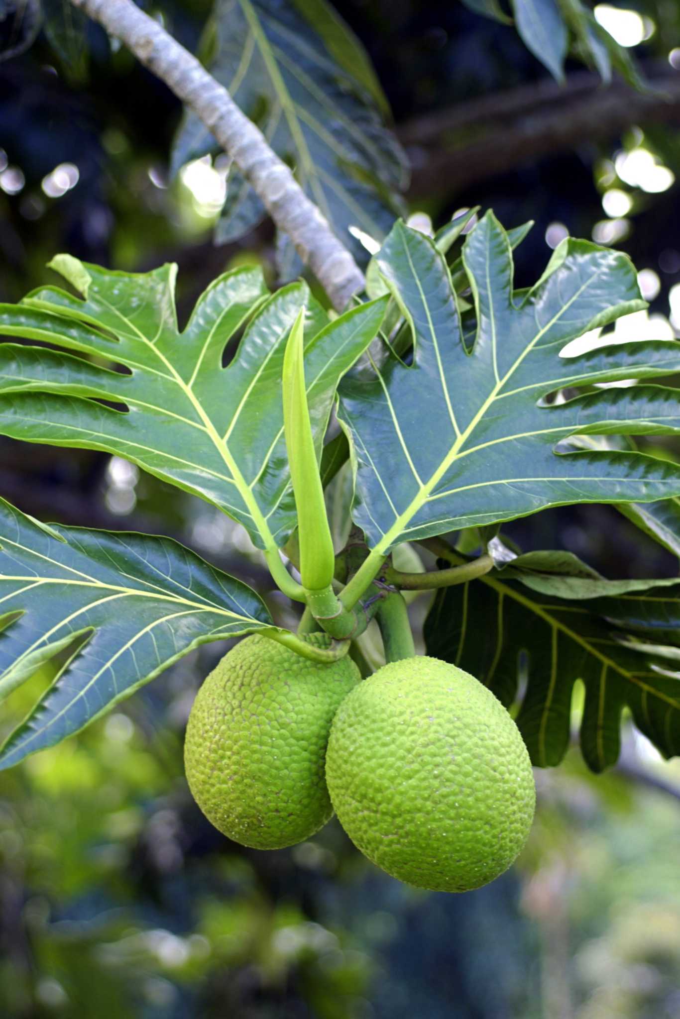 How to Trim Mexican Breadfruit Plants