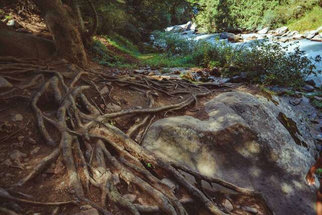 Trees With Strong, Deep Roots