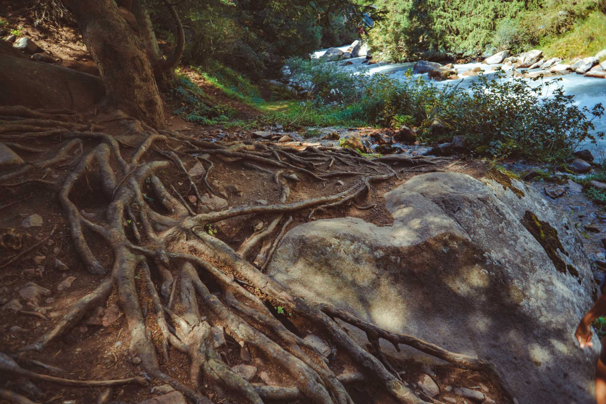 Trees With Strong, Deep Roots