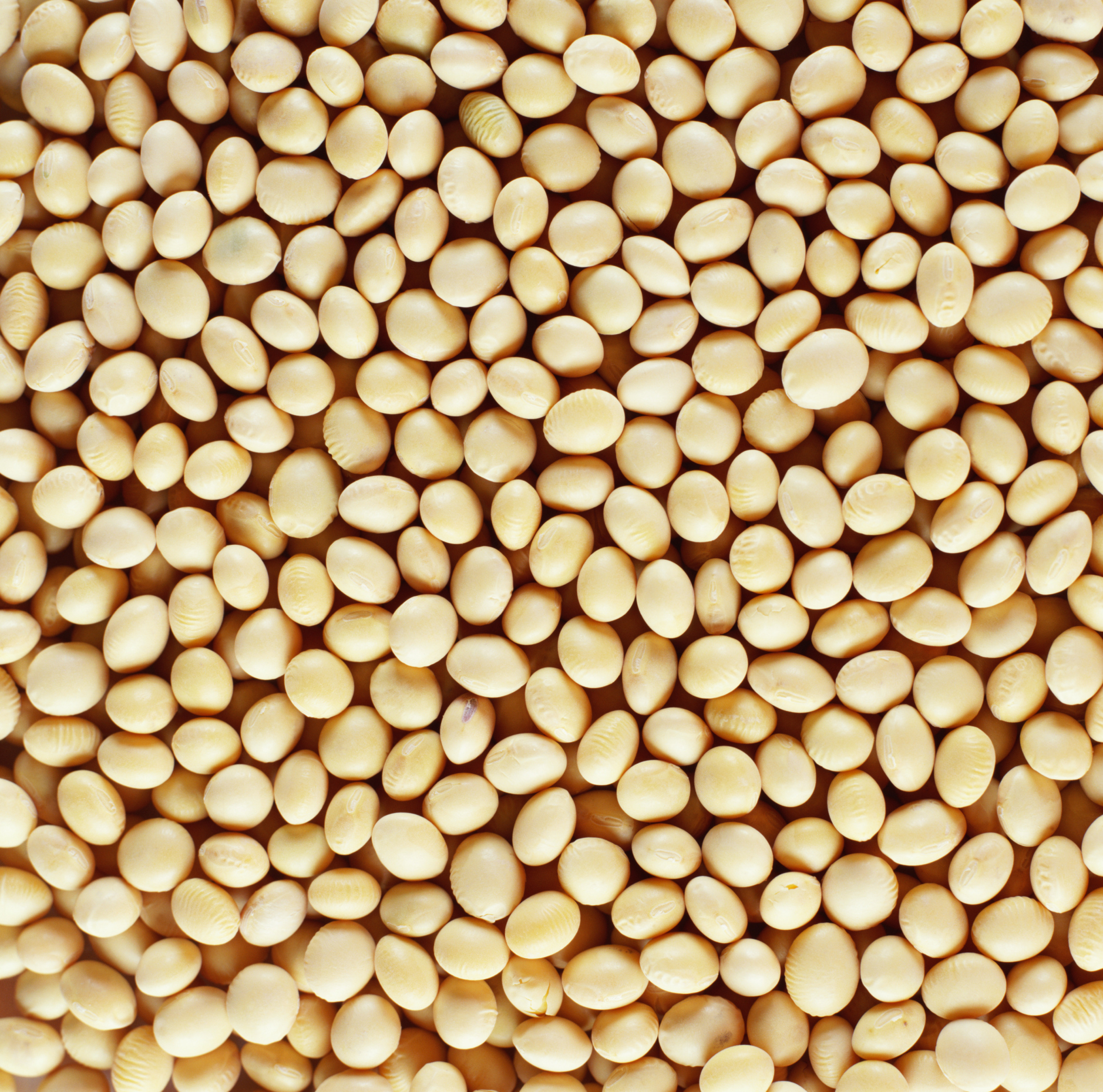 Parts of a Soybean Plant