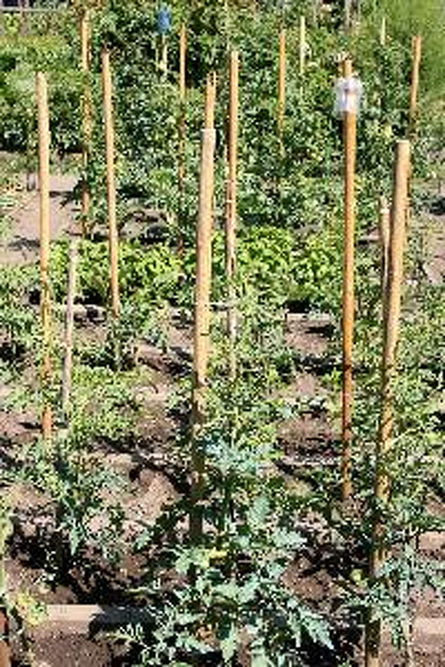 Trellis vs. Stakes