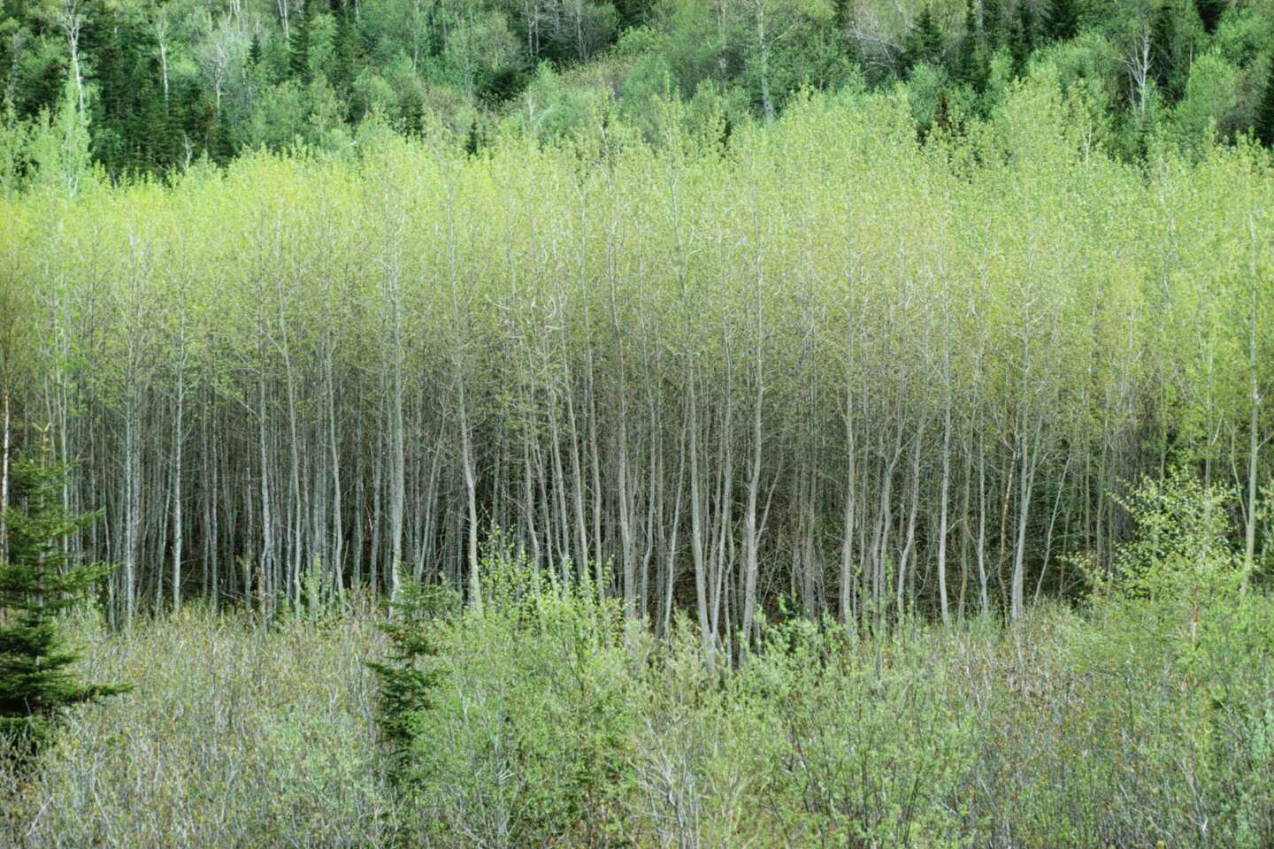 Facts on the Trembling Aspen Tree