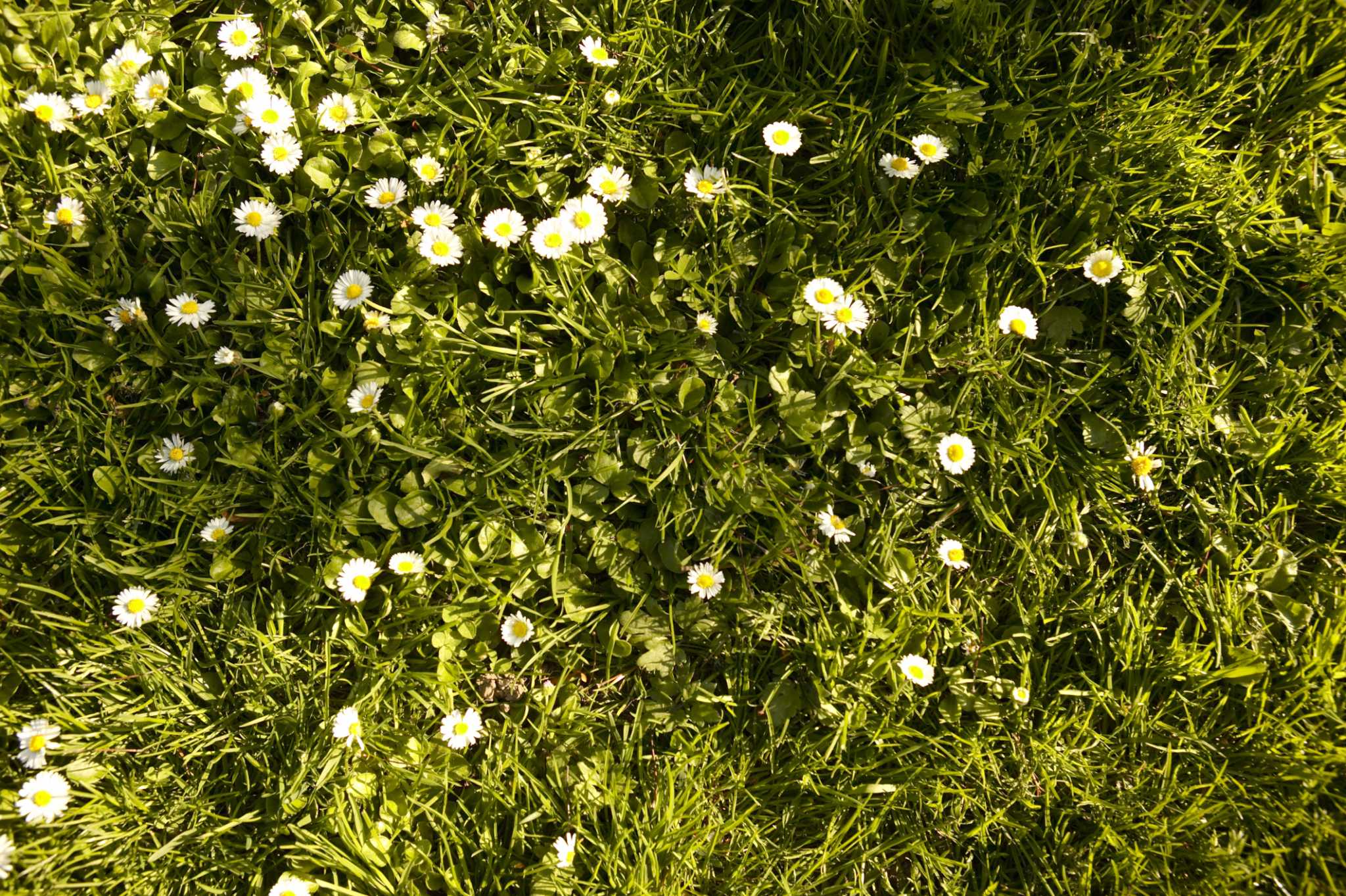 Tricks to Growing Bellis