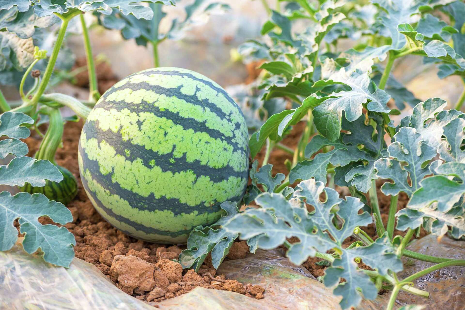 Tricks & Tips to Germinate Watermelon Seeds