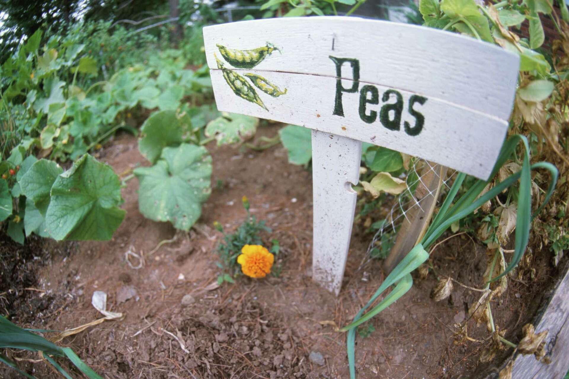 How Do Pea Plants Normally Pollinate?