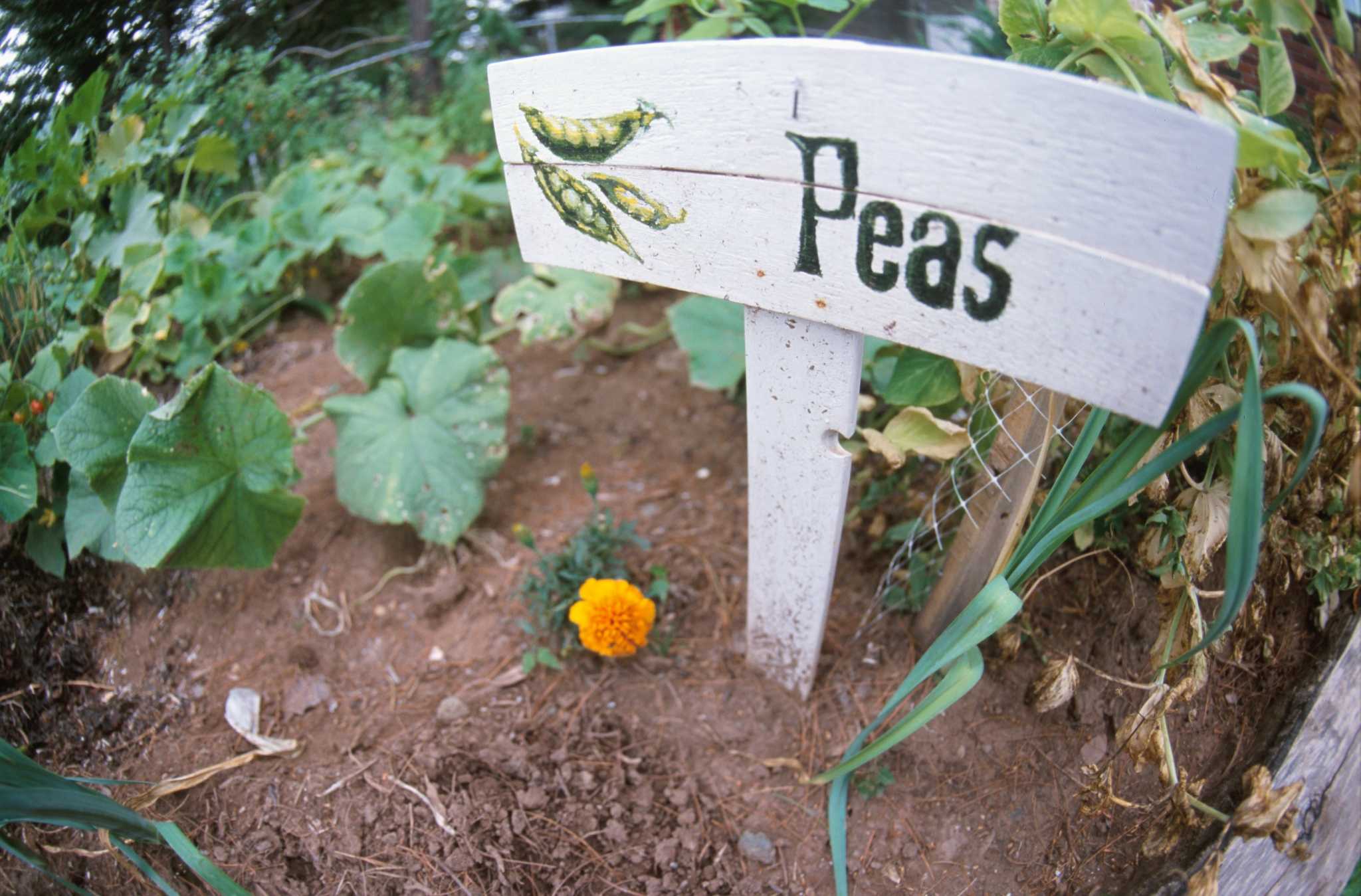 How Do Pea Plants Normally Pollinate?
