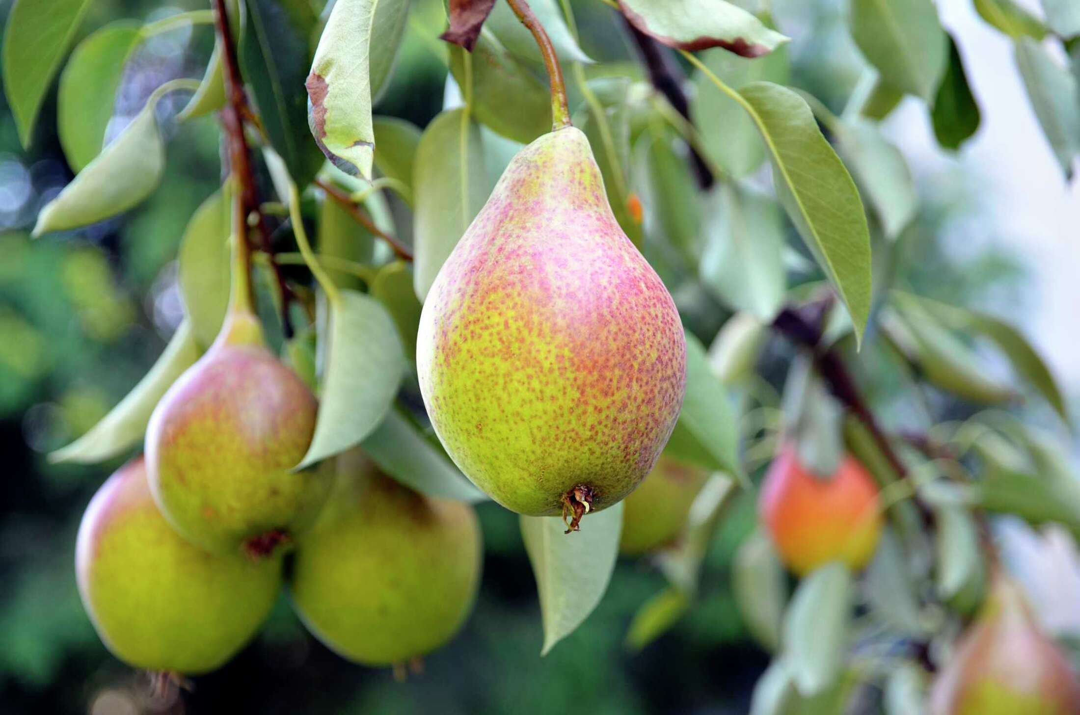 Pros & Cons of a Cleveland Select Pear Tree