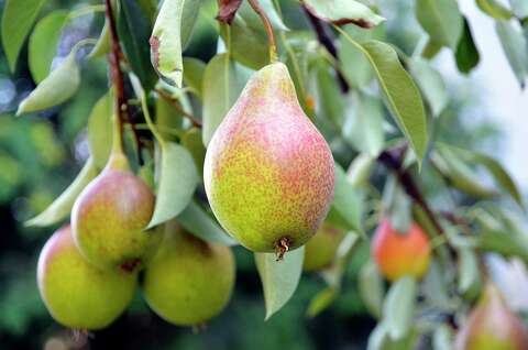 Pros & Cons of a Cleveland Select Pear Tree