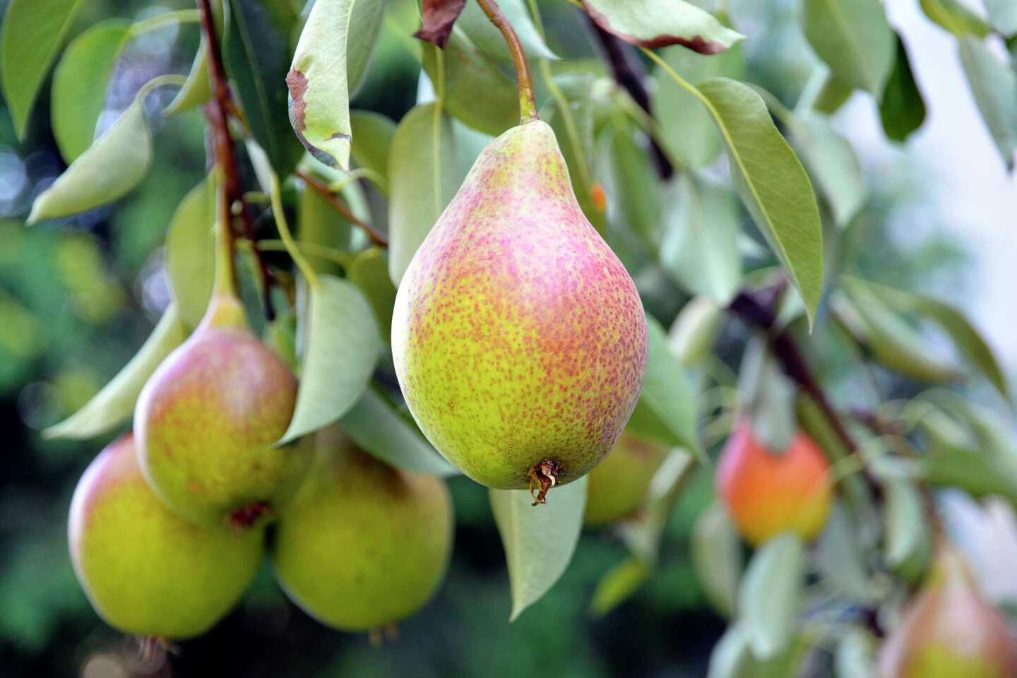 Pros & Cons of a Cleveland Select Pear Tree