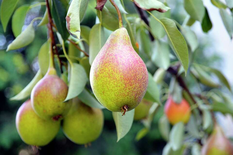Pros & Cons of a Cleveland Select Pear Tree