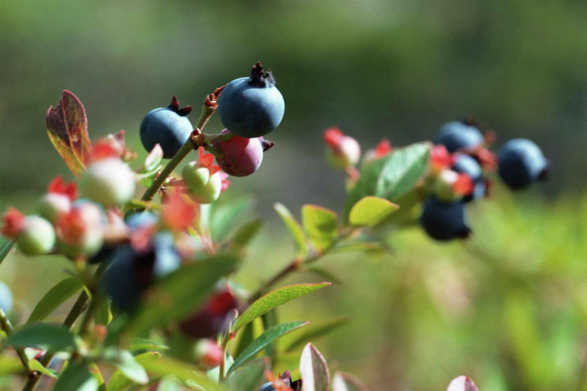 When to Trim an Evergreen Huckleberry