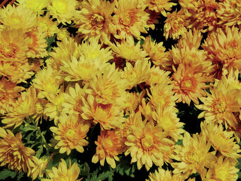 How to Trim the Flowers Off a Mum