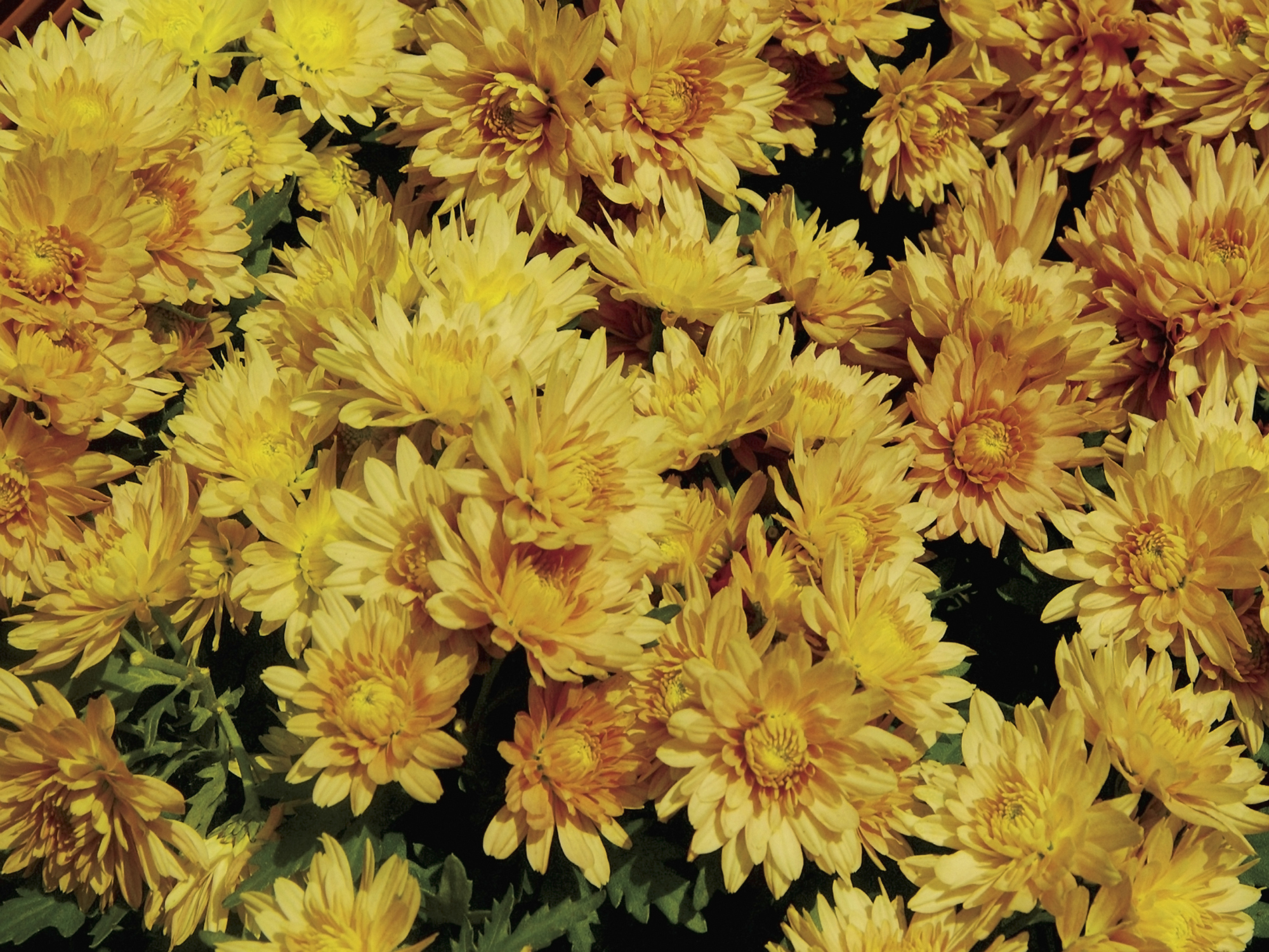 How to Trim the Flowers Off a Mum