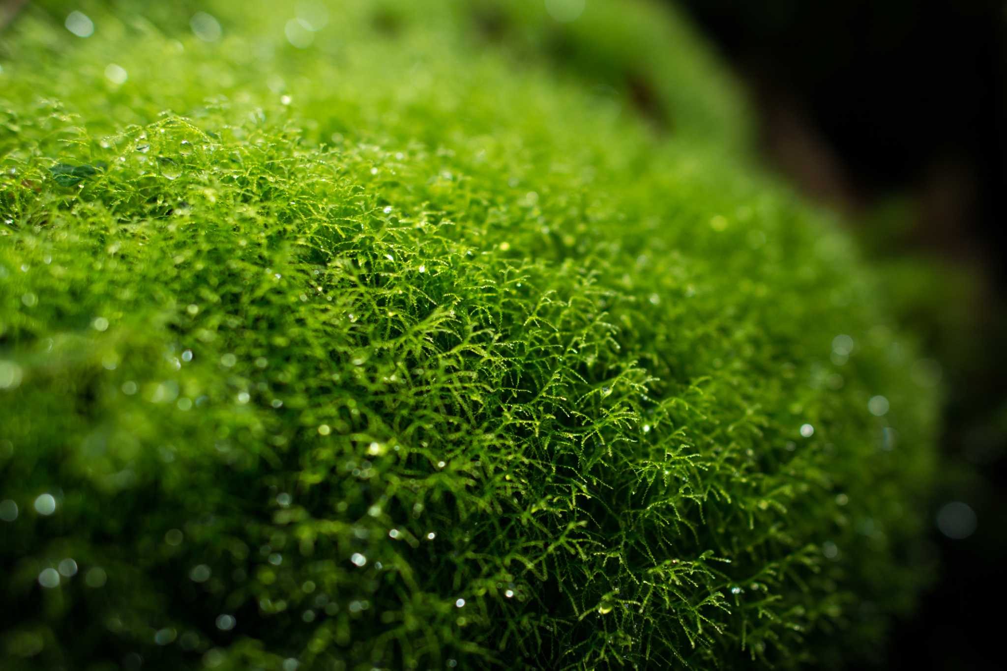 Peat Moss in a Vegetable Garden