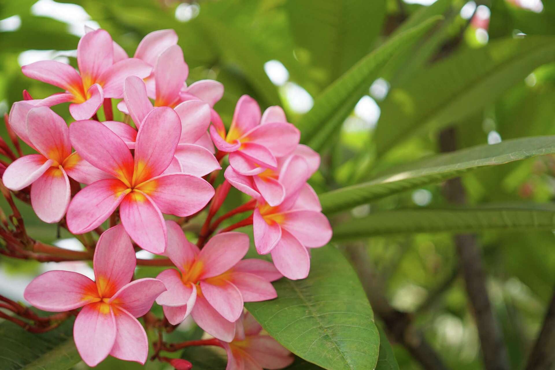 How to Trim a Frangipani Tree