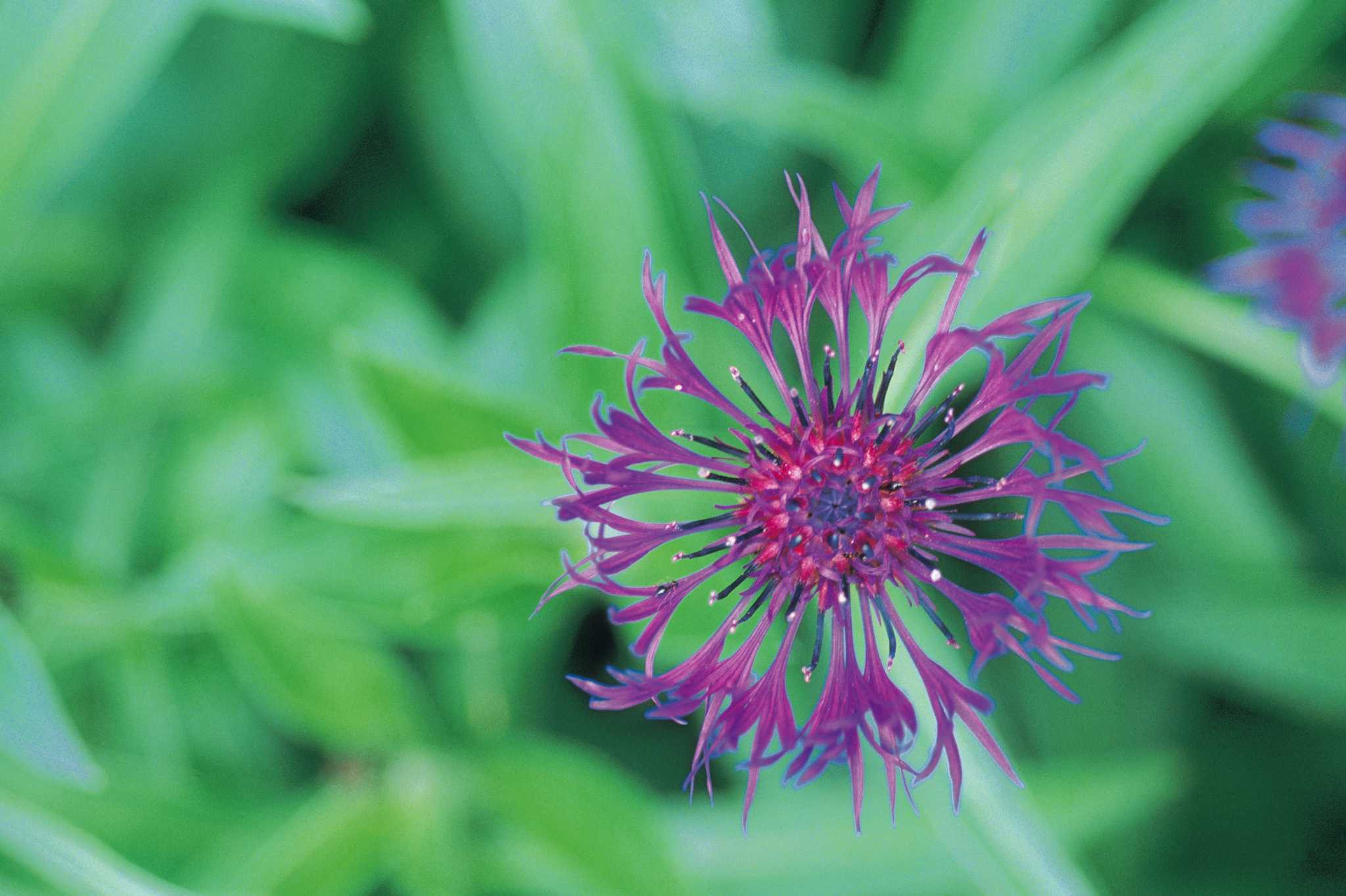 How to Trim a Mountain Bluet