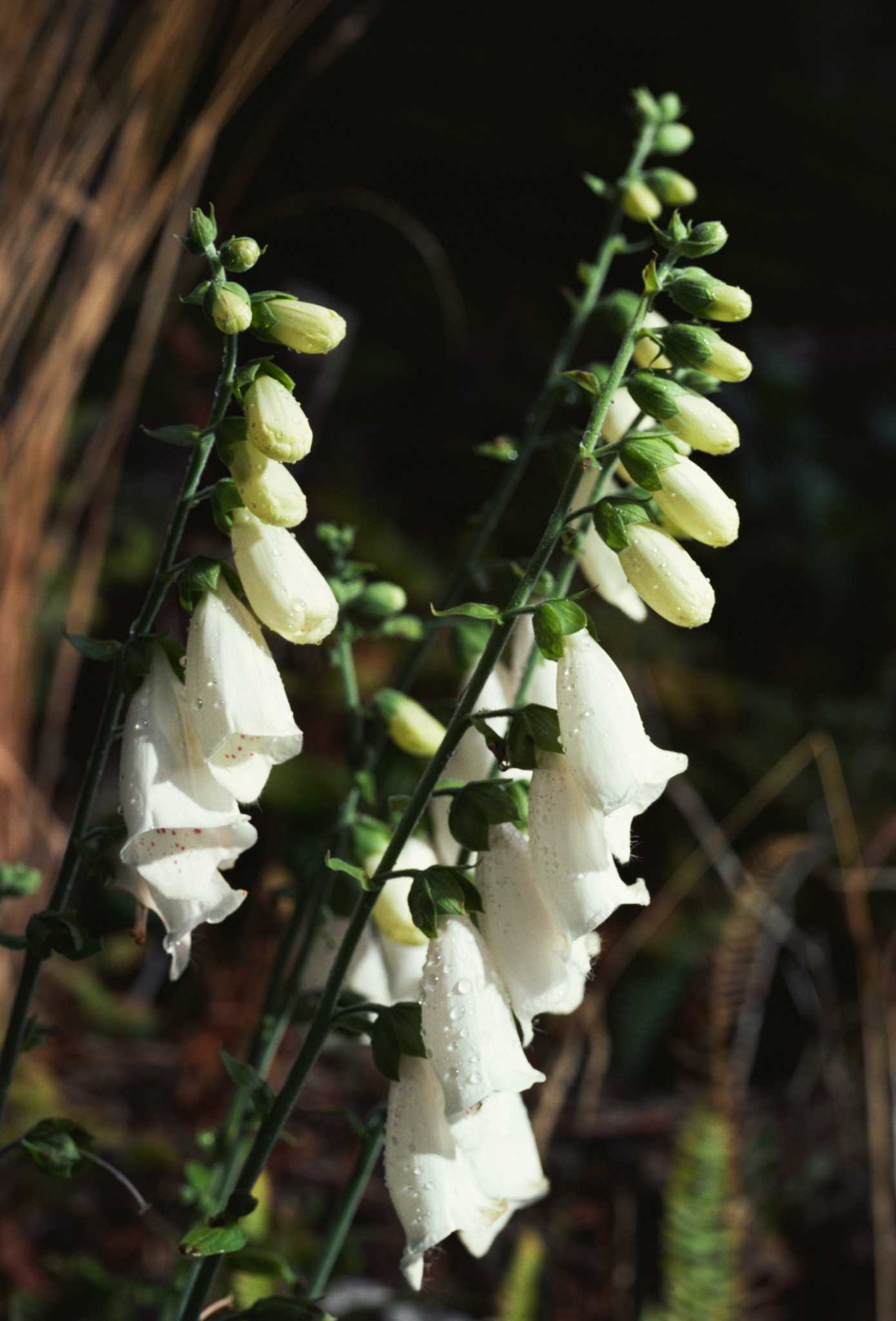 Perennial Flowers Shaped Like Bells