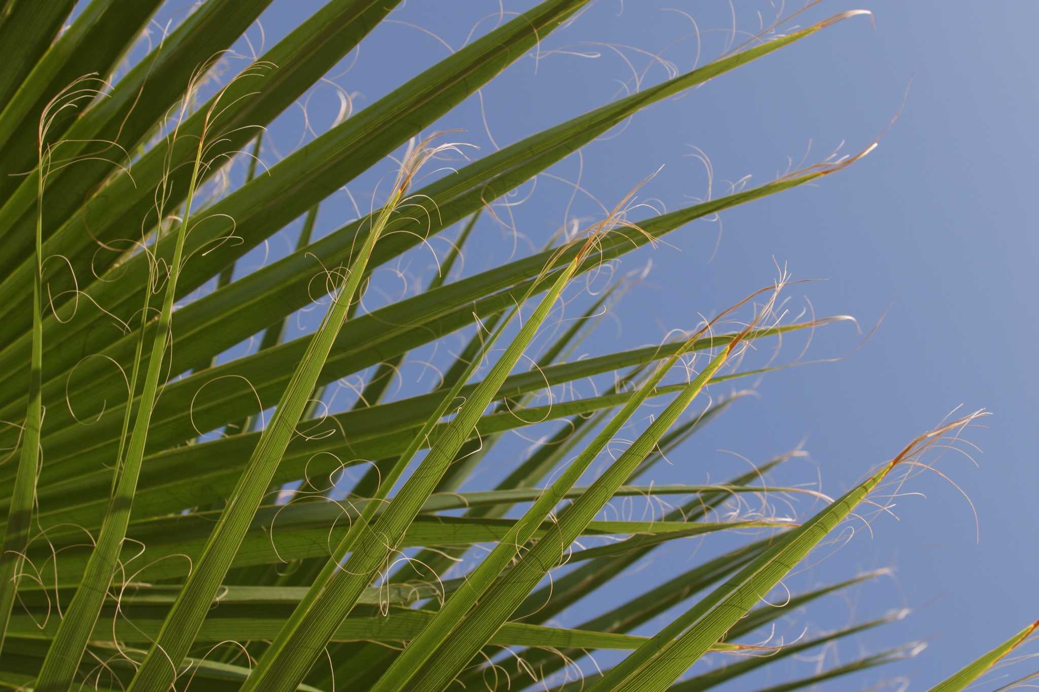 How to Trim a Palmetto Palm