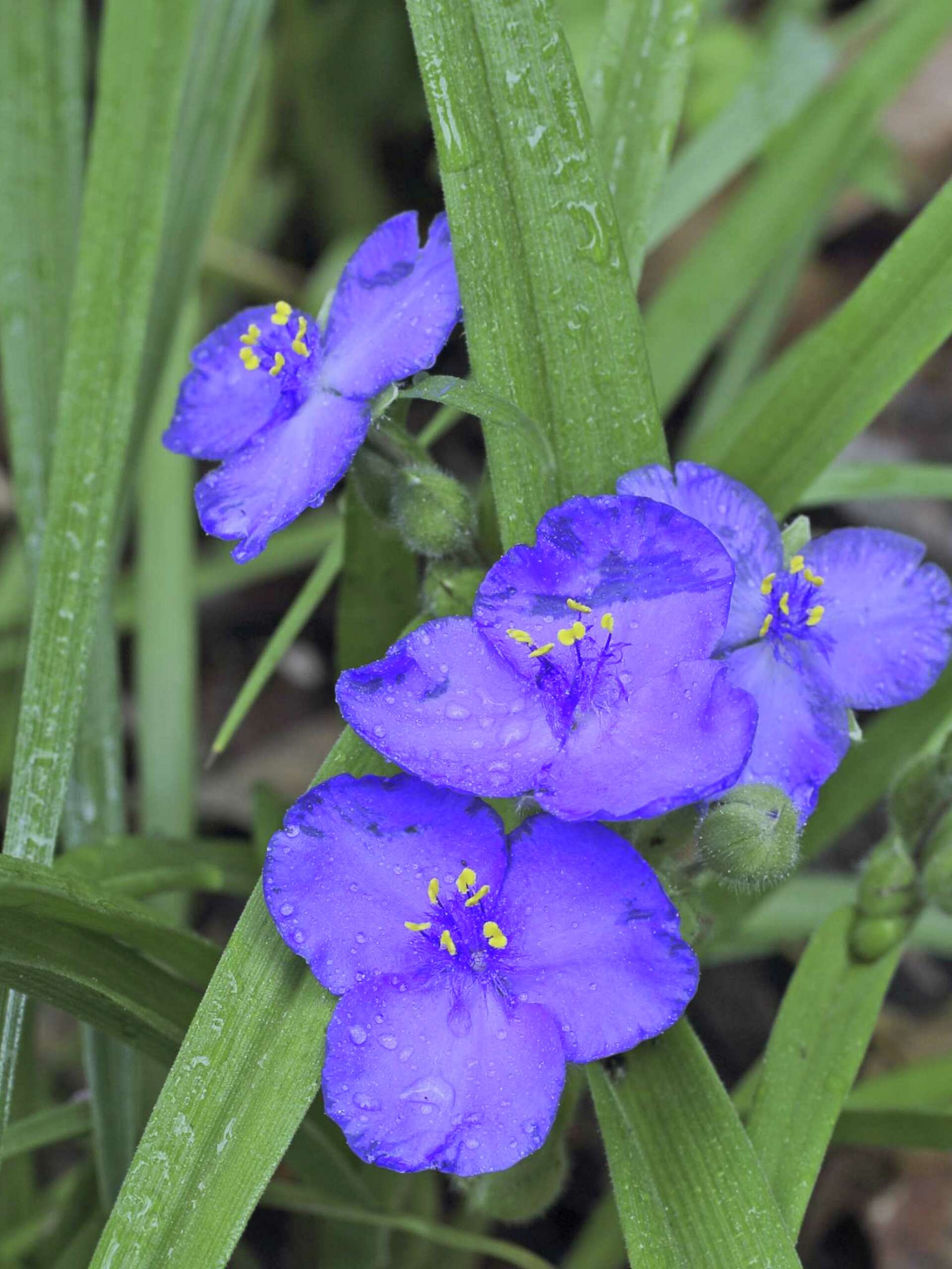 How to Trim Spiderworts