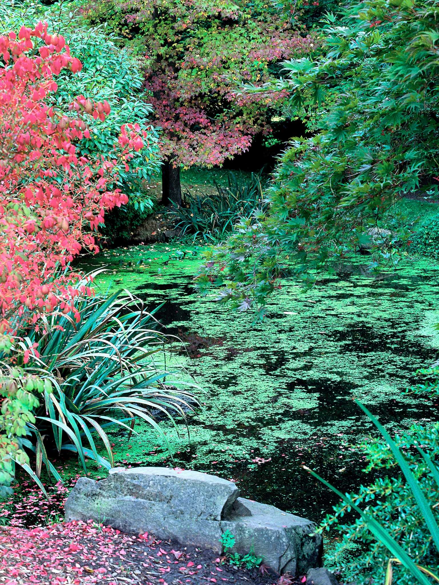 How to Trim an Umbrella Sedge
