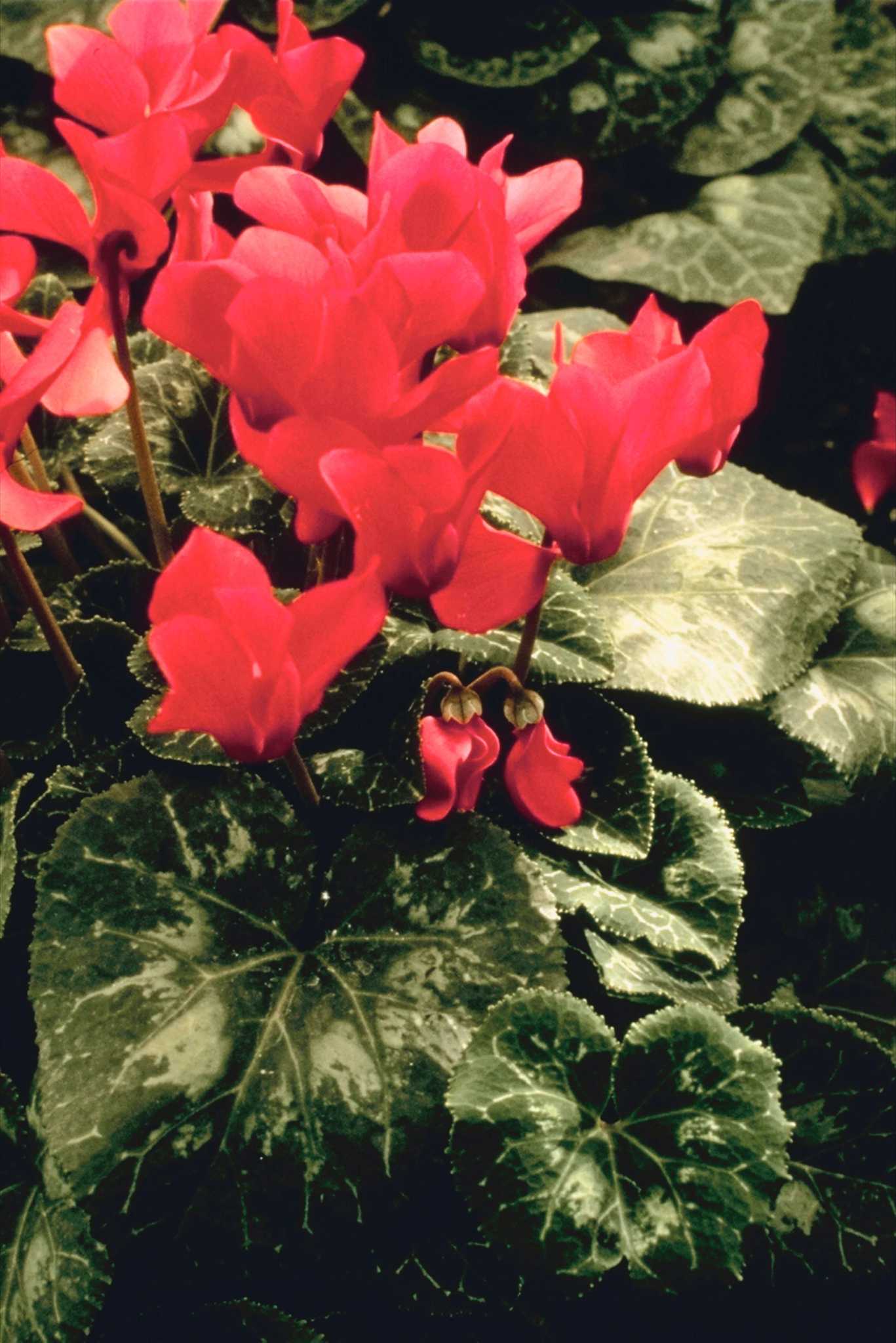 Persian Violet Plant Care