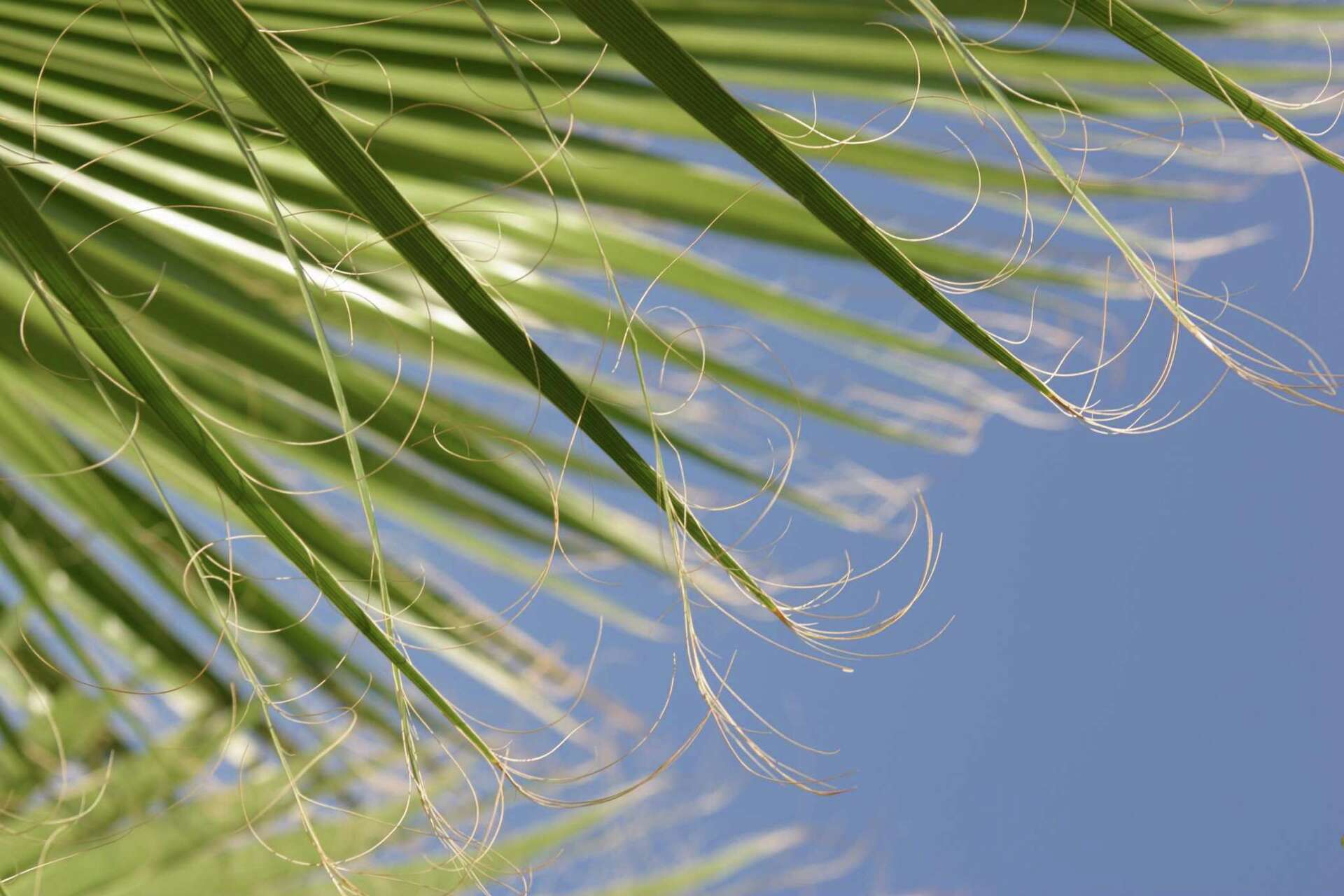 Tropical Palms Species That Grow in Shallow Wet Soil