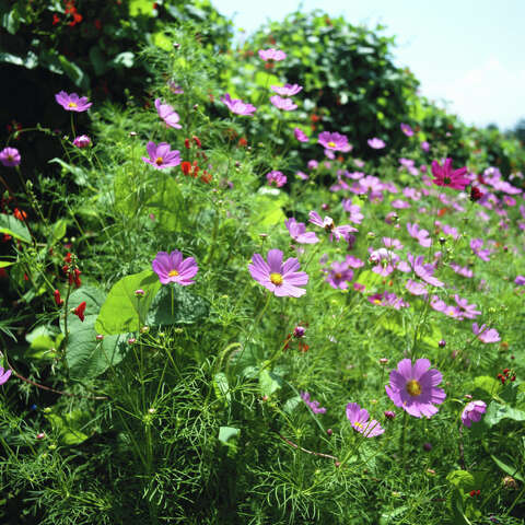 What Pests Do Cosmos Get?