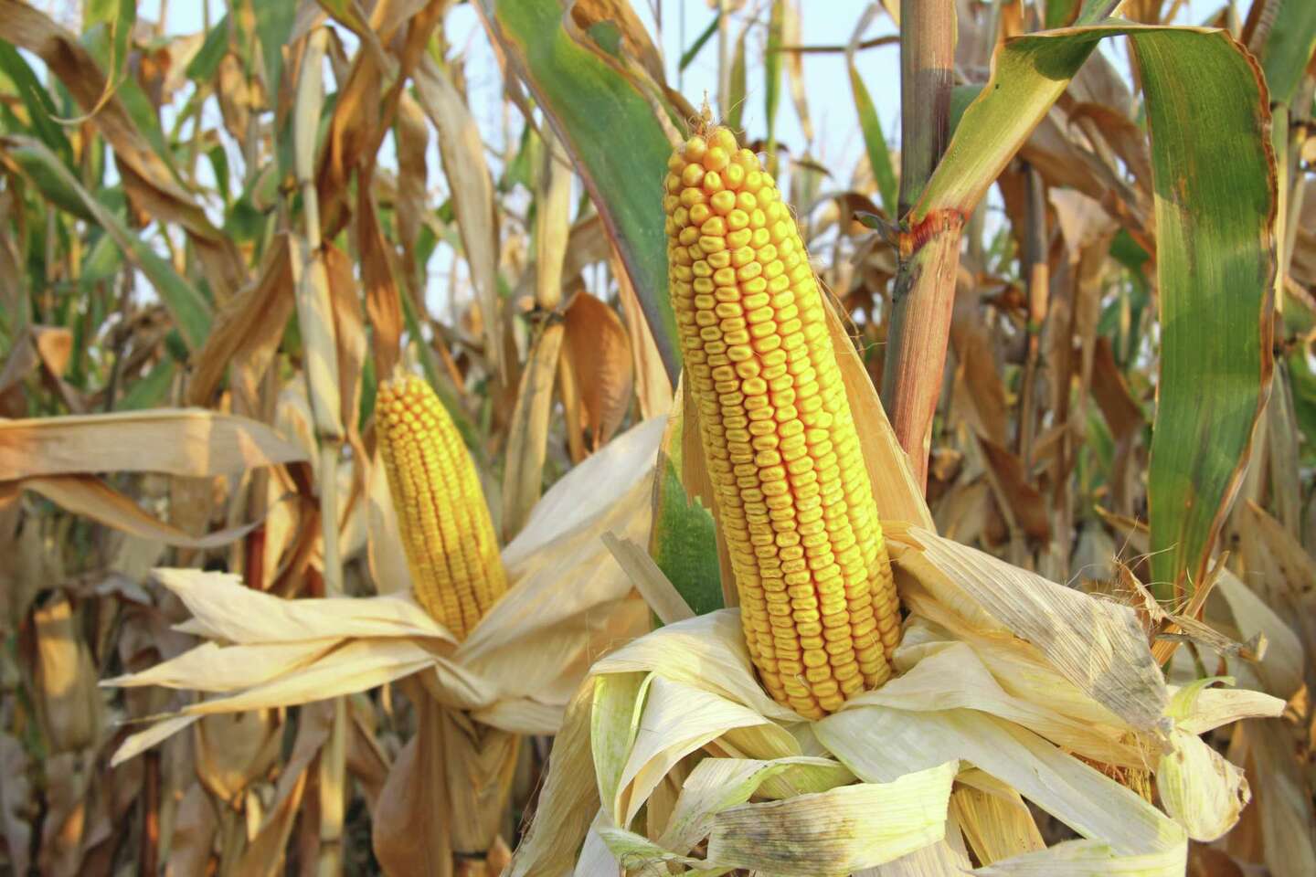What pH Does Corn Need?
