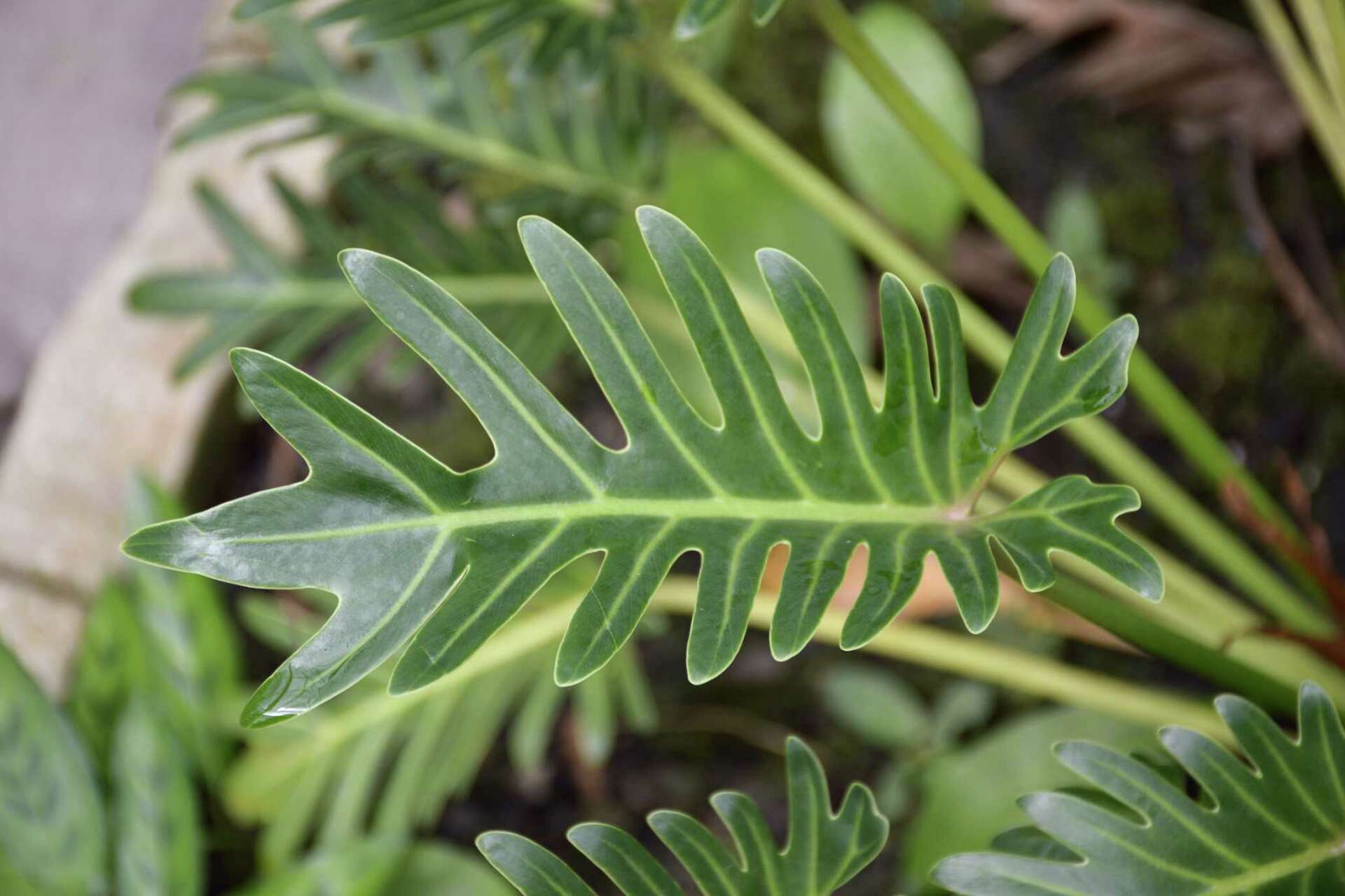 How to Propagate a Split-Leaf Philodendron
