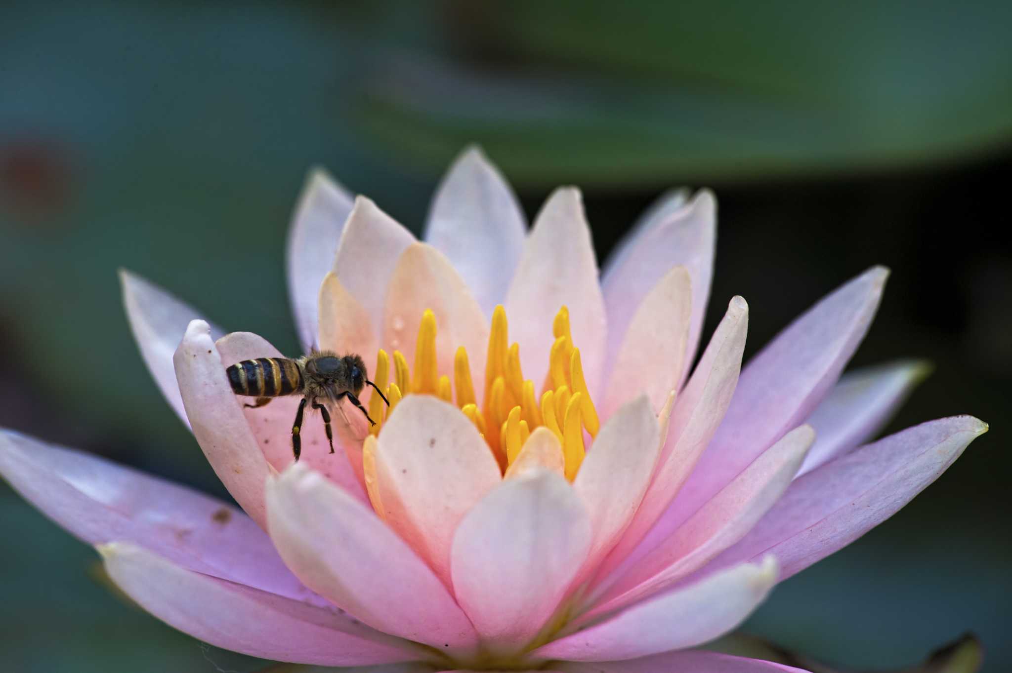 What Physical Feature Would Plants Use to Attract Insects?