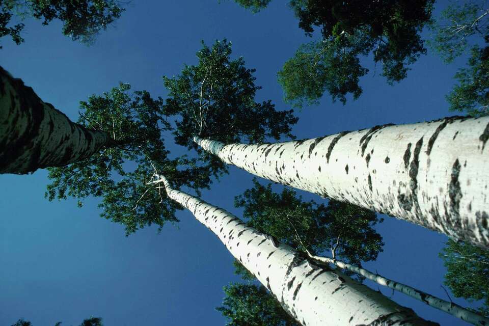 Physical Properties of Baltic Birch Plywood