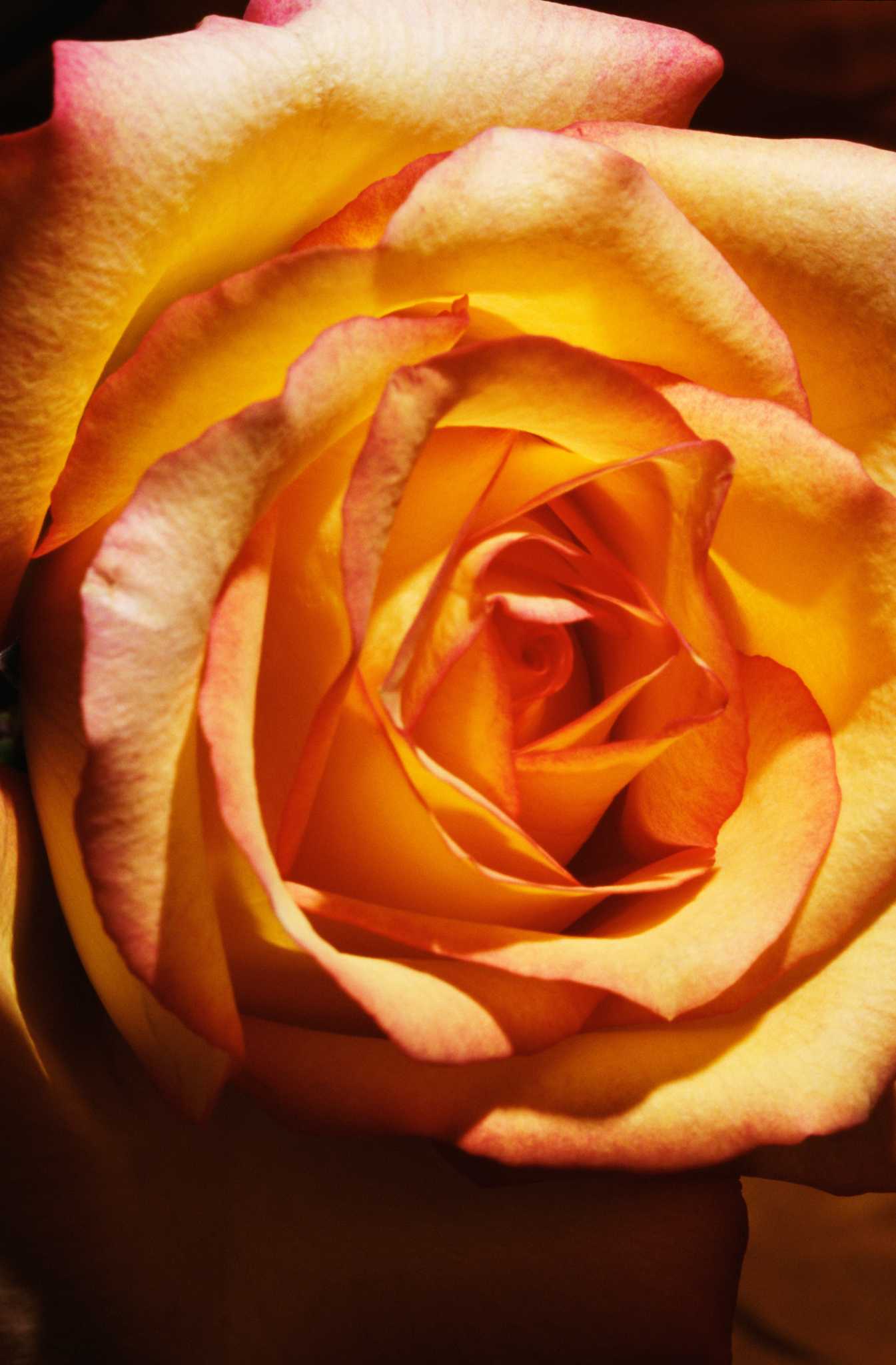 How to Pick a Color of Rose to Plant