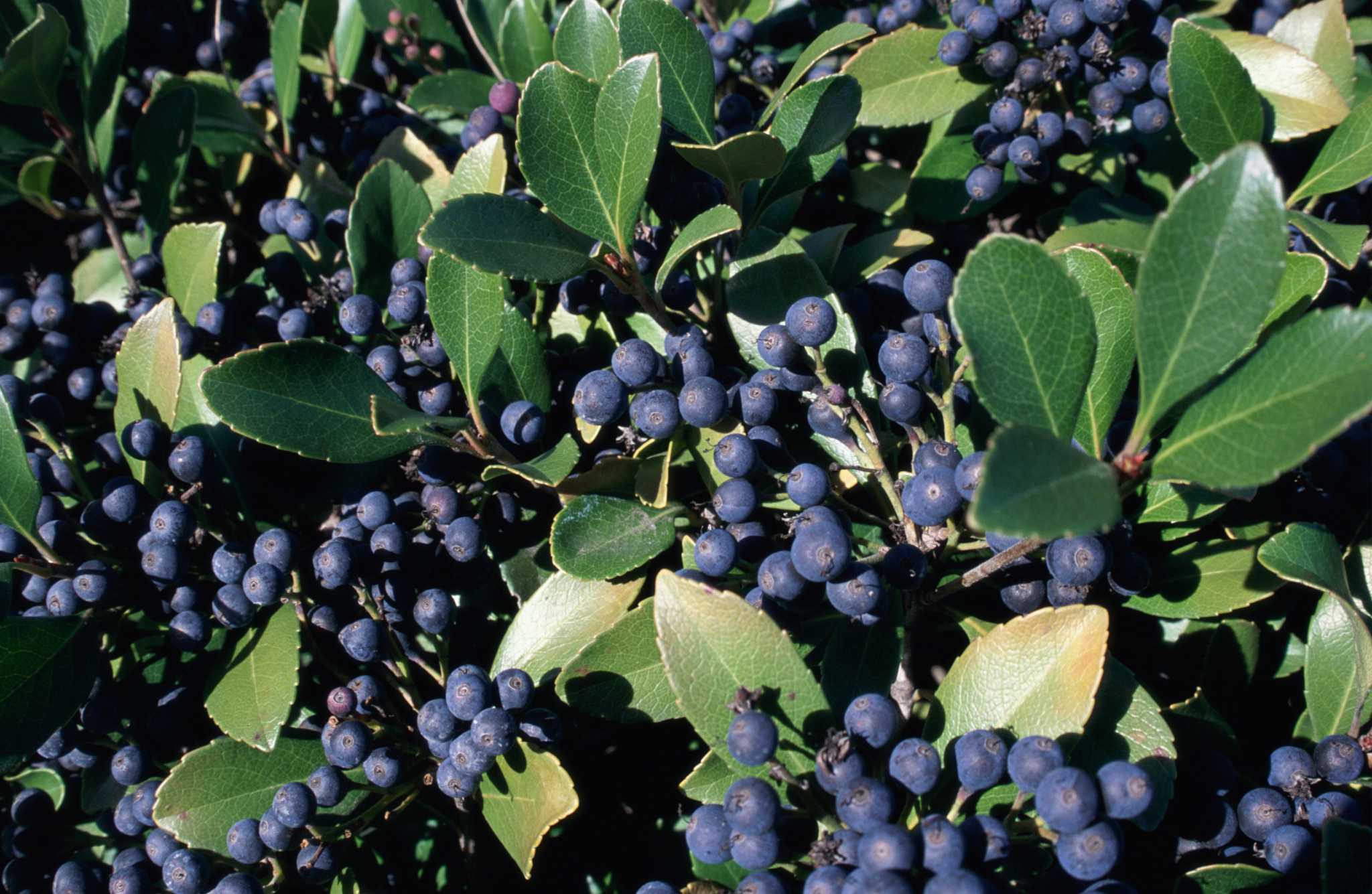 How to Plant Blueberry Shrubs