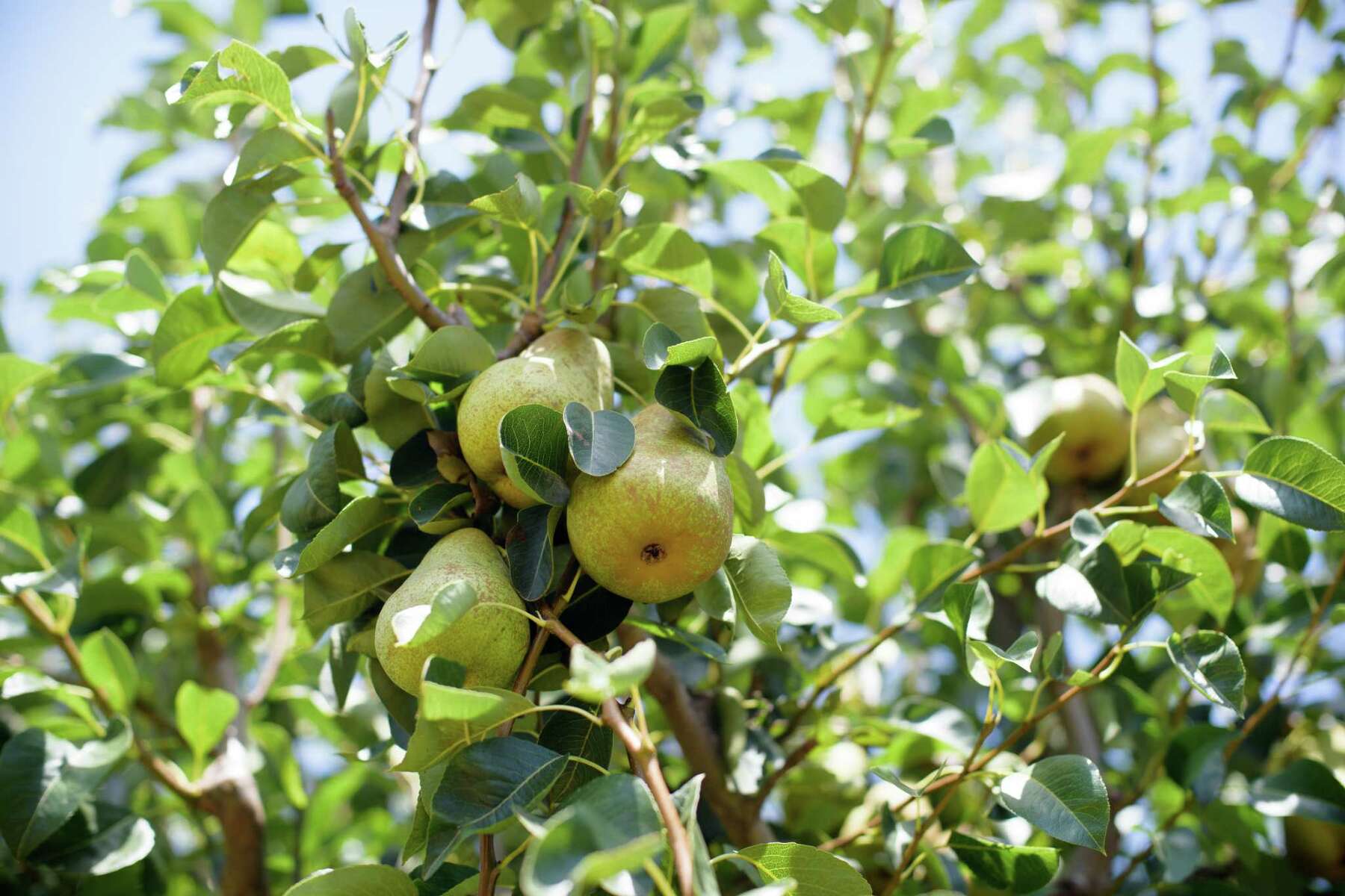 Pear Tree Leaves