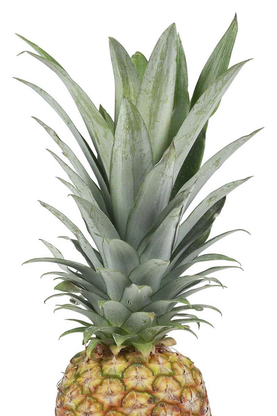 How to Get Pineapples to Bloom