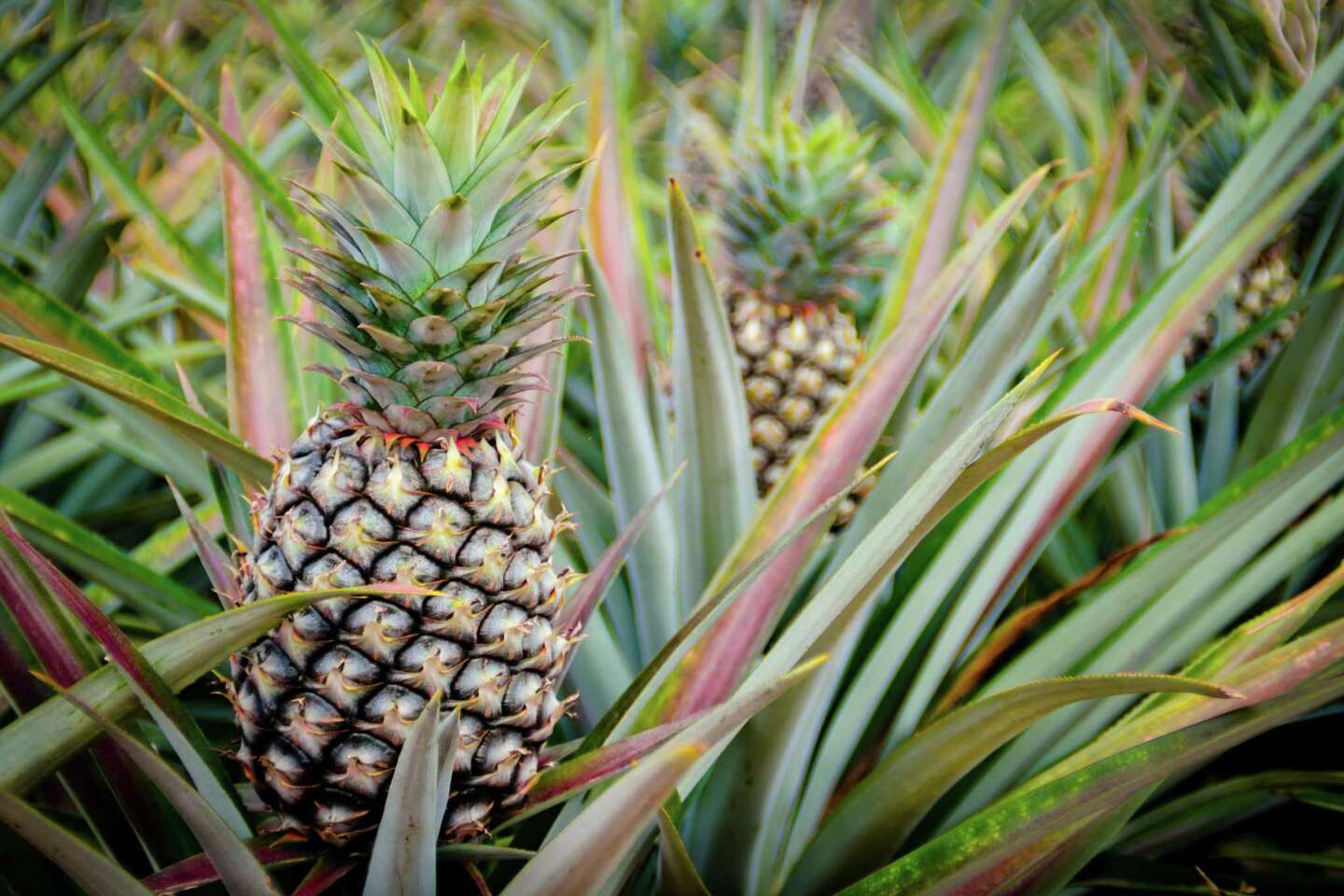 Pineapple Plant Varieties