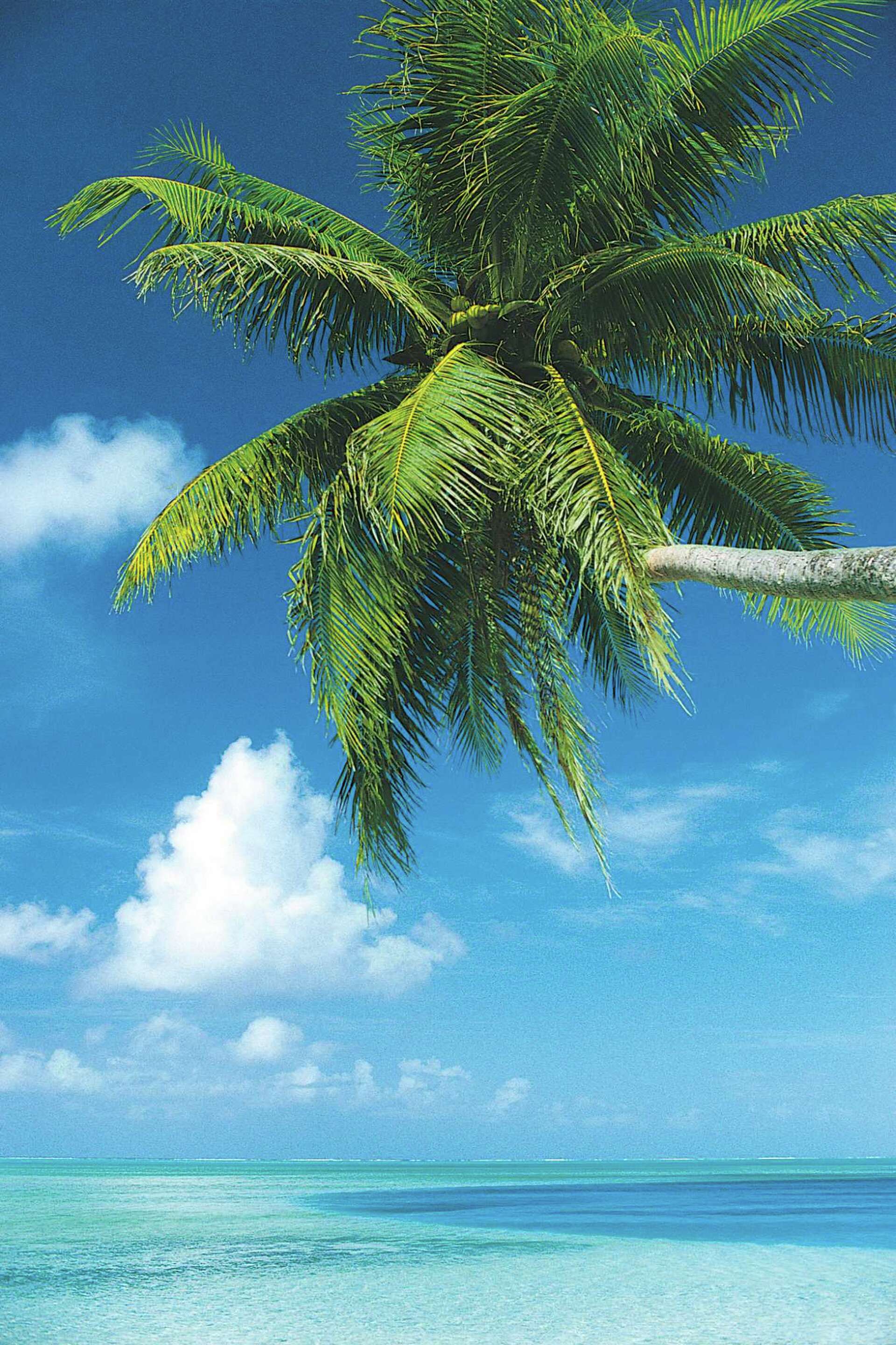 Trunk Problems With Queen Palm Trees