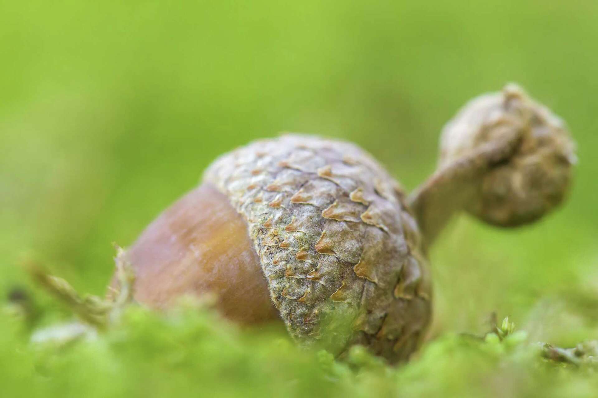 Are Pin Oak Acorns Edible?