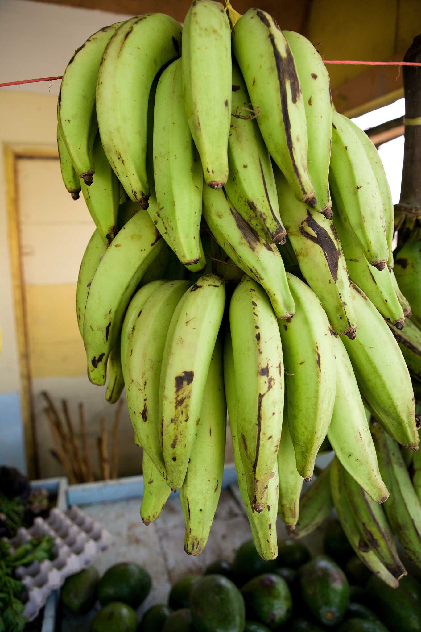 Plantain Trees