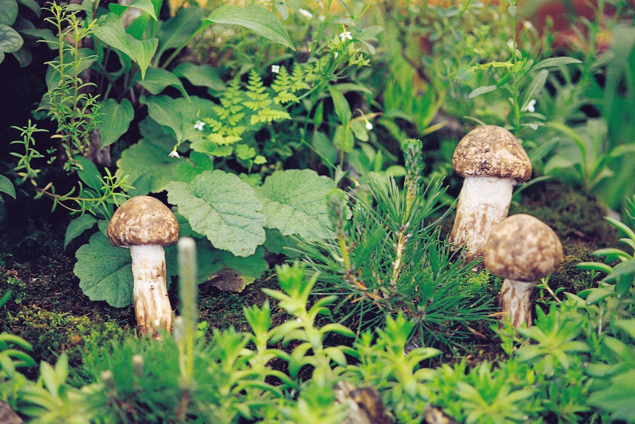 How to Plant an Apothecary Garden