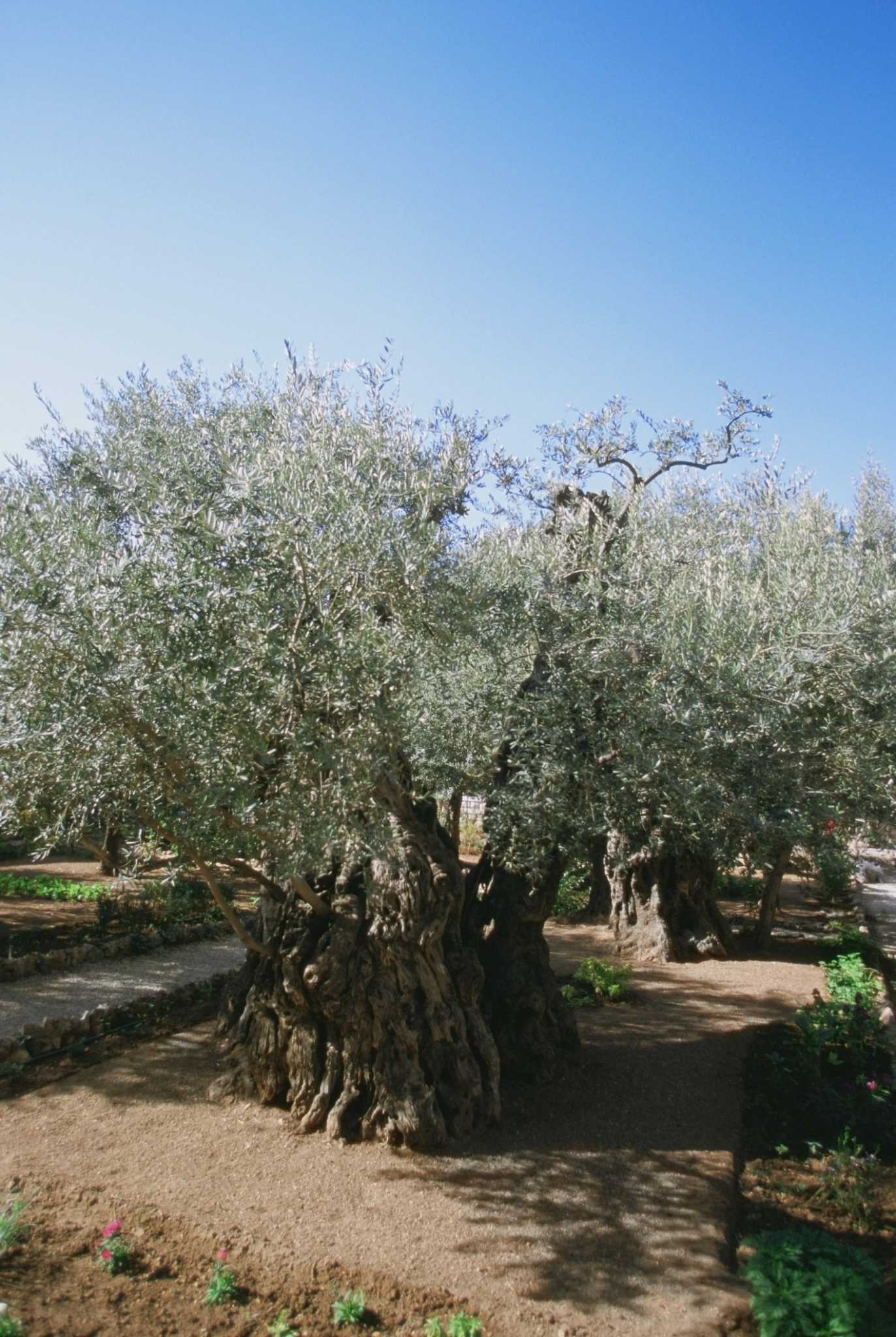 What Type of Environment Do Olive Trees Thrive In?