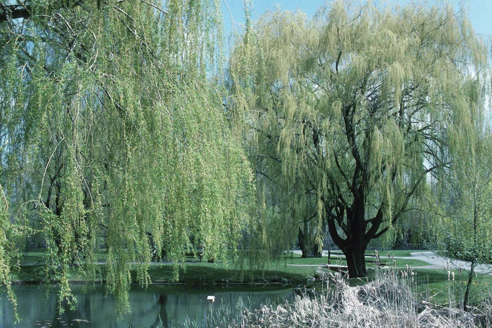 Is the Willow Tree an Evergreen?