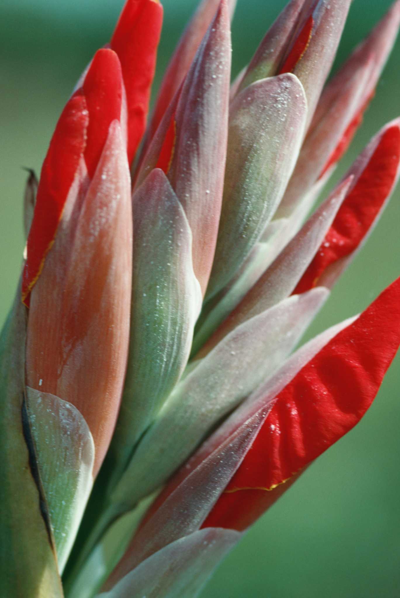 What to Plant With Big Red Canna Flowers