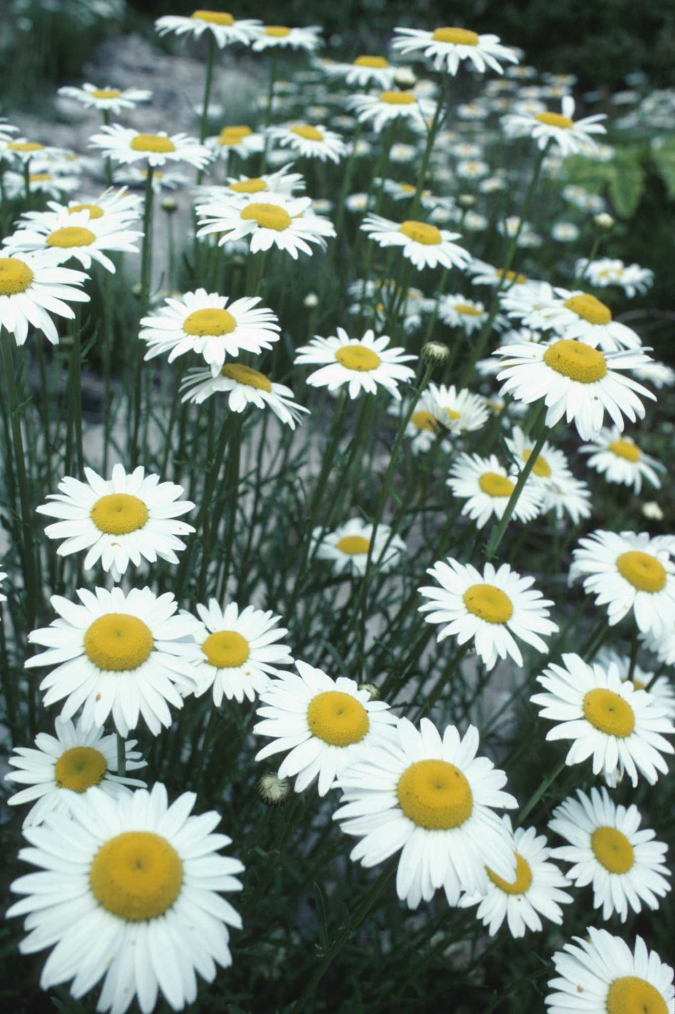 Type of Roots That a Daisy Has