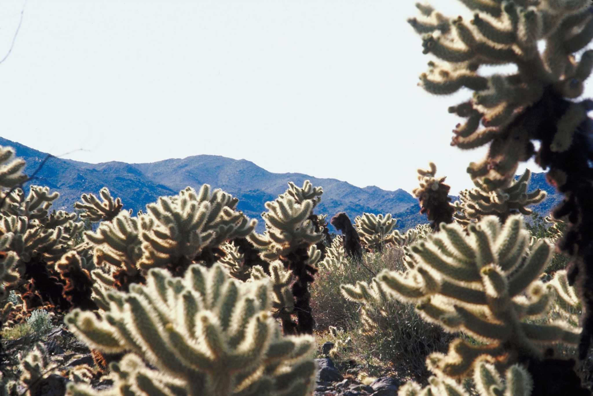 Types of Cholla Cacti