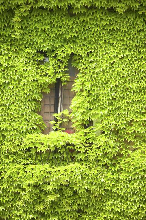 Types of Climbing Ivy