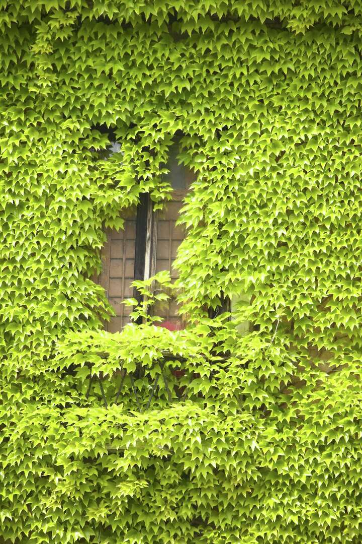 Types of Climbing Ivy